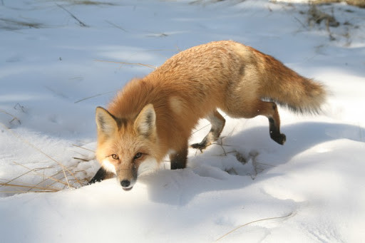 Khwab mein Robaa Lomri Dekhnay Ki Tabeer